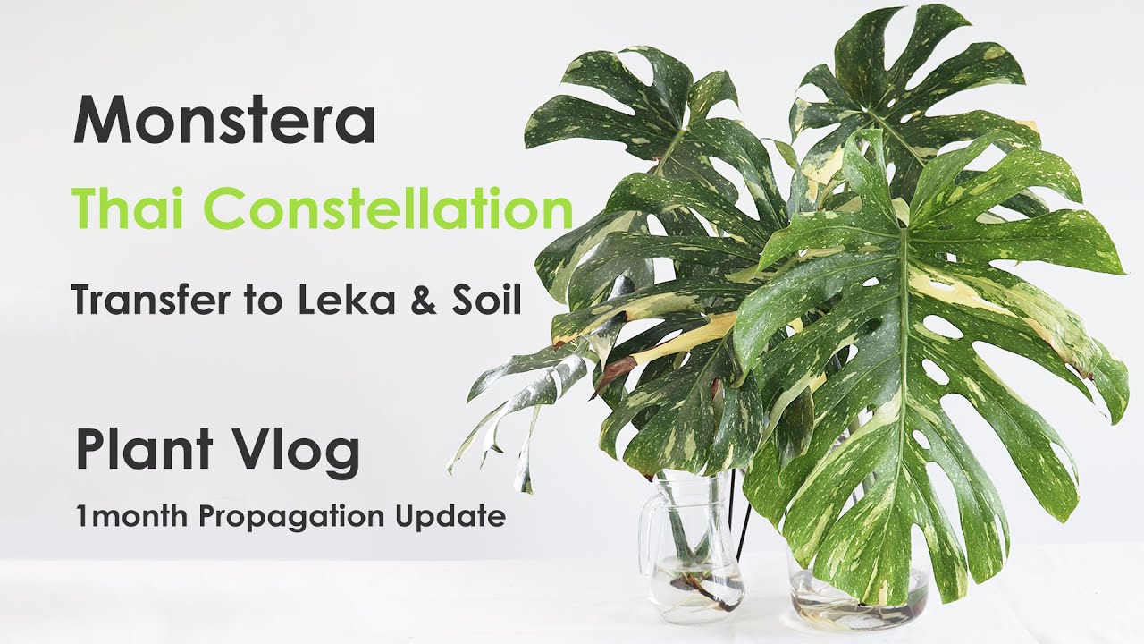 Thai constellation monstera 1 month propagation Update | Transfer ...