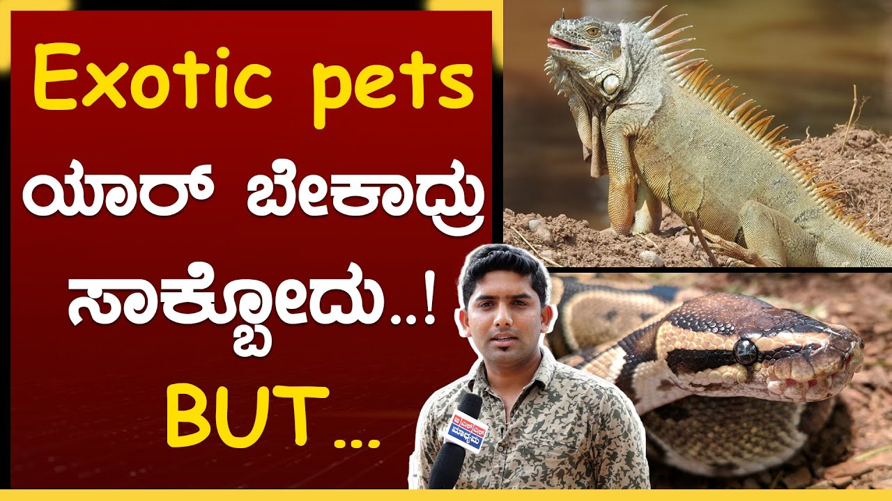 Exotic Pets Facts About Exotic Pets exotic-pets-facts-about-exotic-pets