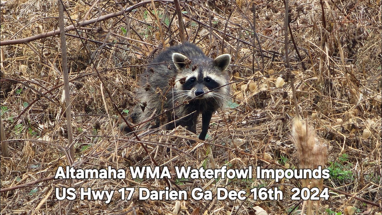 Altamaha WMA Waterfoul Impound US Hwy 17 Darien Ga Dec 16th 2024 # ...