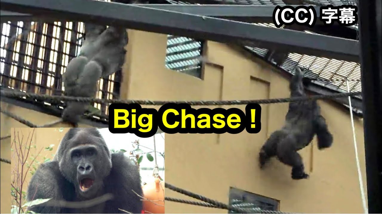 Gorilla's footsteps are loud! Dad chasing, son running away. Momotaro ...