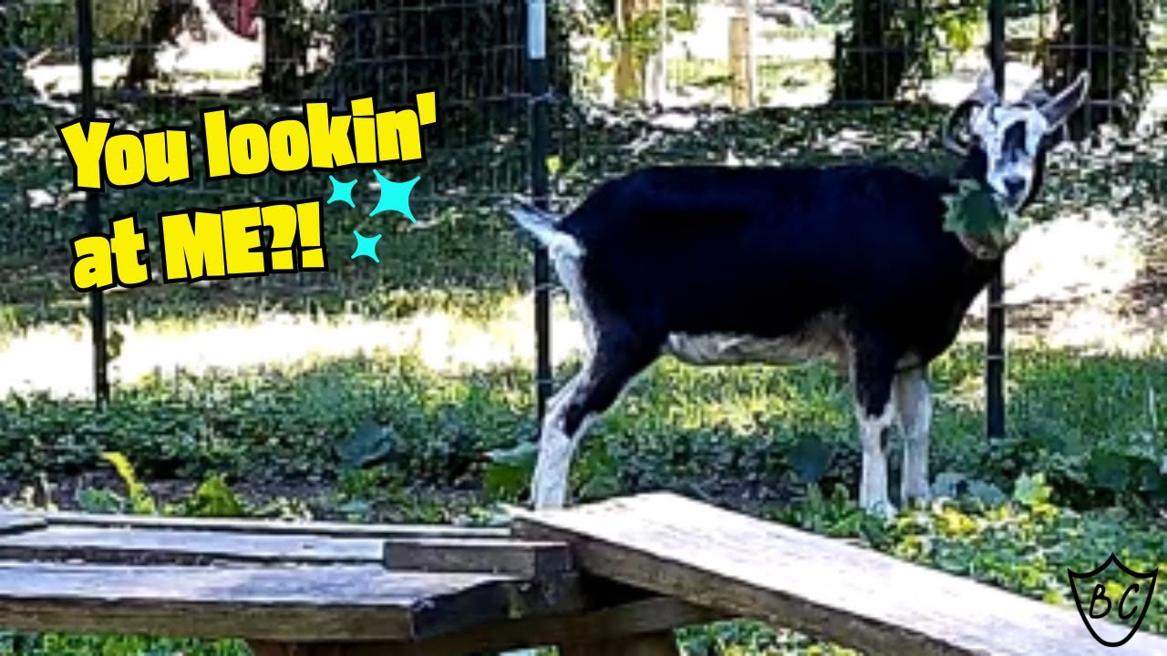Alpine Goat Attacks My Camera (Ending Spoiler Alert!) - YouTube