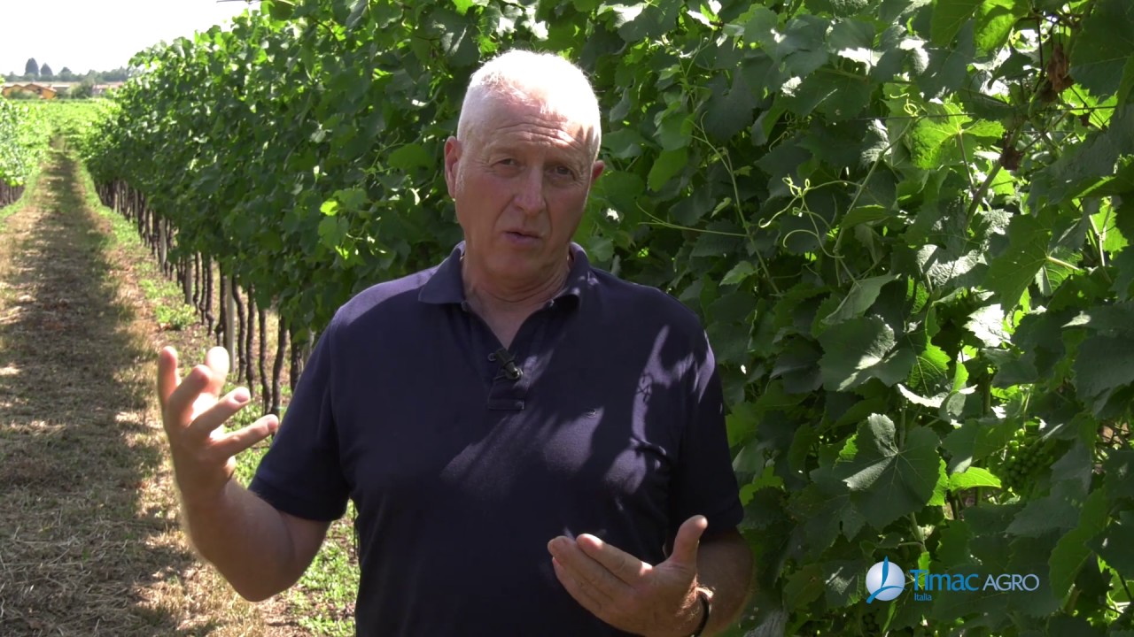 Agricoltori di successo - La Soc. Coop. Agricola VITEVIS - YouTube