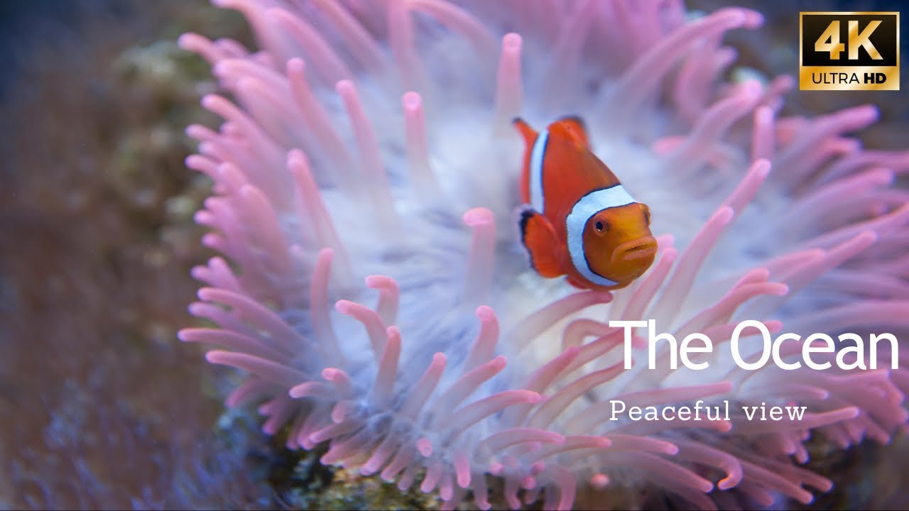 The Deep sea 4K ULTRA HD | Relaxing and soothing music |Under water ...