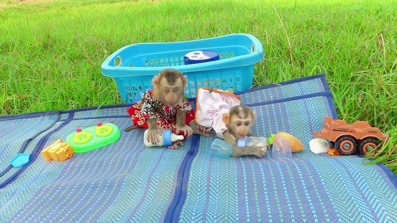 Which One Is Monika Monkey? - YouTube