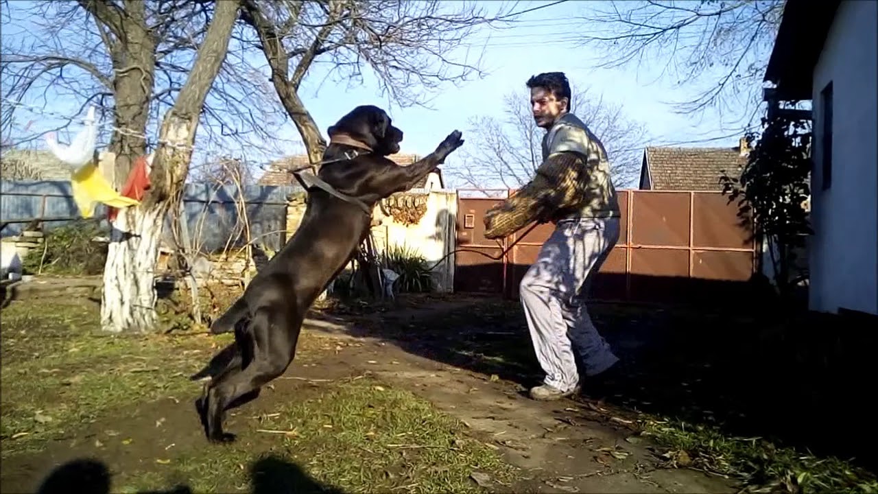 Serbian defense dog Hana first time on bite sleeve! - YouTube