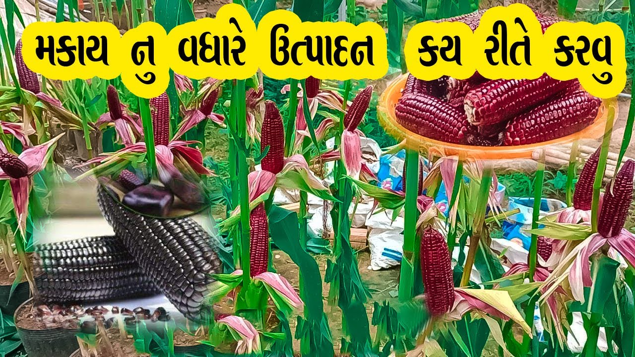 how to grow Ruby Queen corn at home, easy for beginners - YouTube