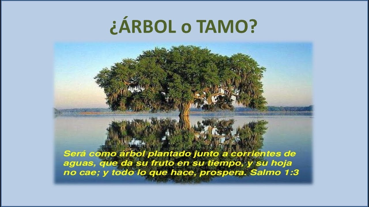 ¿Árbol o Tamo? por Pastor Antonio Marrero Candelaria - YouTube