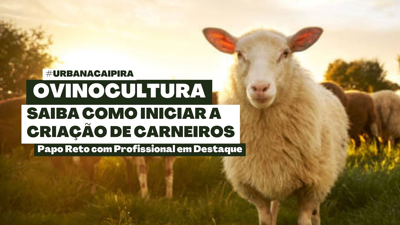 SAIBA COMO INICIAR UMA CRIAÇÃO DE CARNEIROS ESPECIALISTA DA DICAS - YouTube