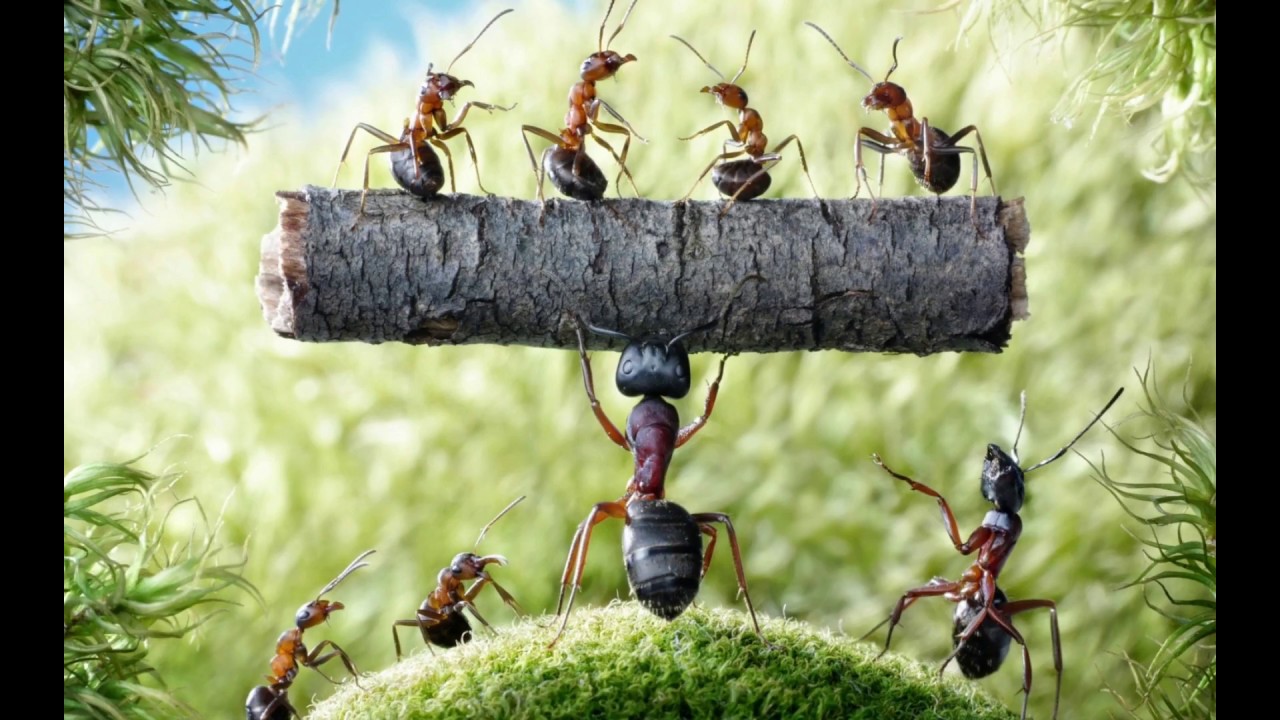 Iphone Funny Ant Dance - YouTube