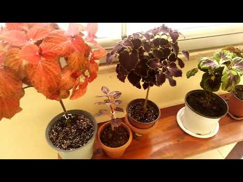 🌴Yaprak güzeli ağaçları,Kolyos çiçeği,Kolyos ağacı,Coleus tree, كوليوس