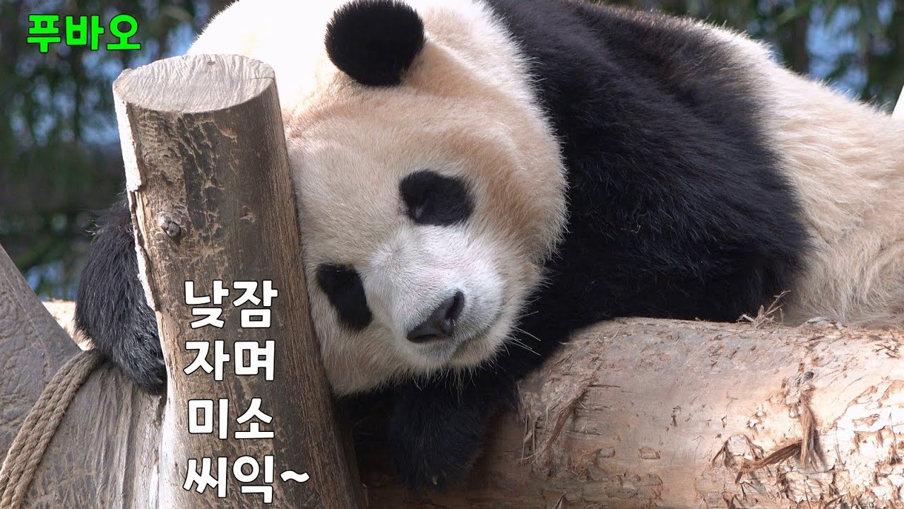 에버랜드 판다 낮잠 자며 미소짓는 푸바오 러바오도 귀엽게 자는건 안밀리지~ 판다월드 낮잠시간 귀여운 포즈 부녀판다 러바오 푸바오 Youtube