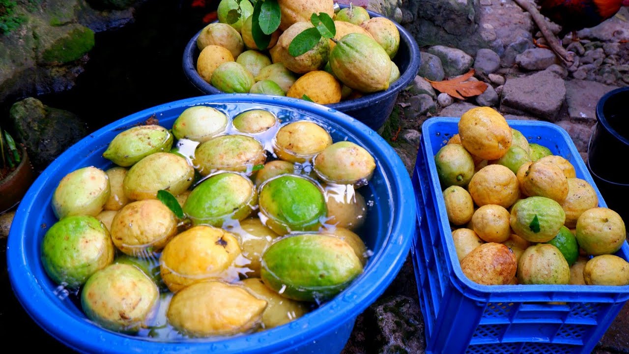 The biggest Lemon I have ever seen! Organic Lemon Harvesting/Farming ...