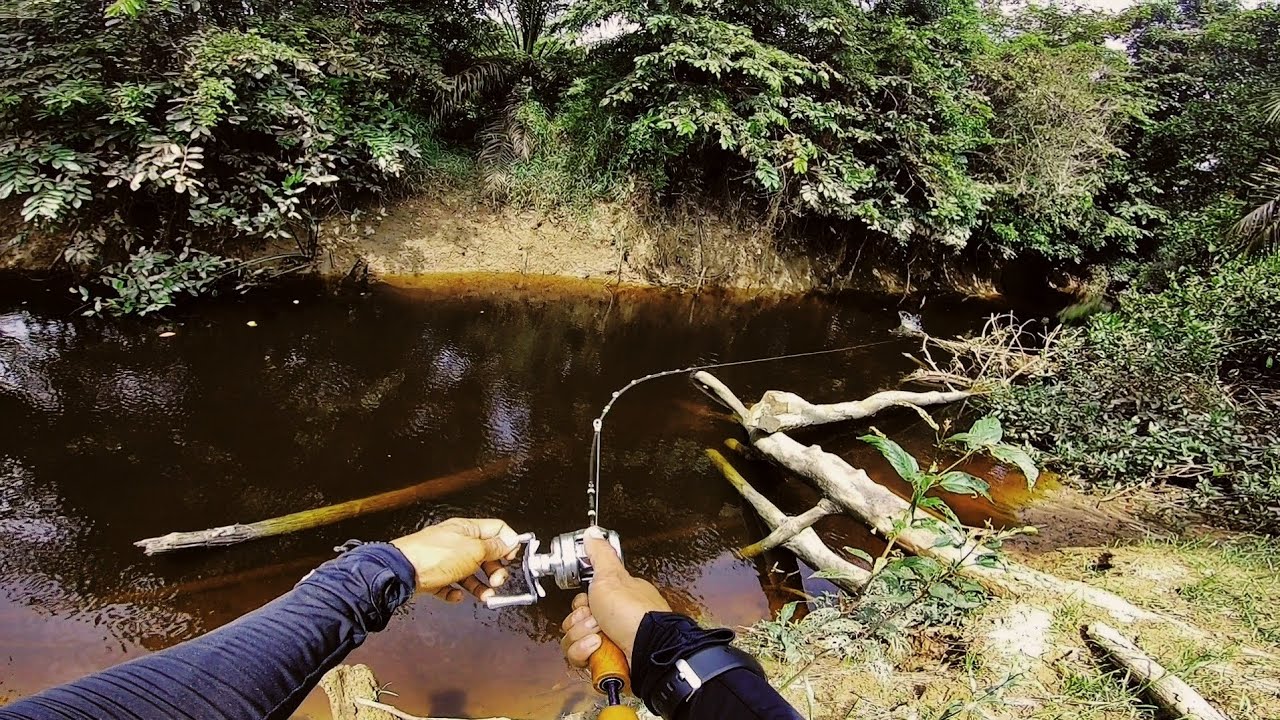 EXOTIC FRESWATER FISH IN BORNEO ‼️ UMPAN AMPUH CASTING TOMAN BUNGA ‼️ ...