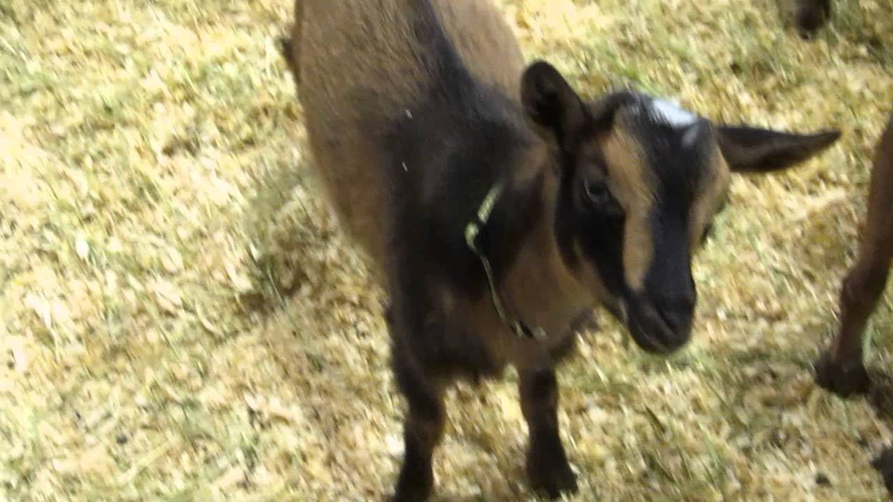 nigerian goats making funny noise - YouTube
