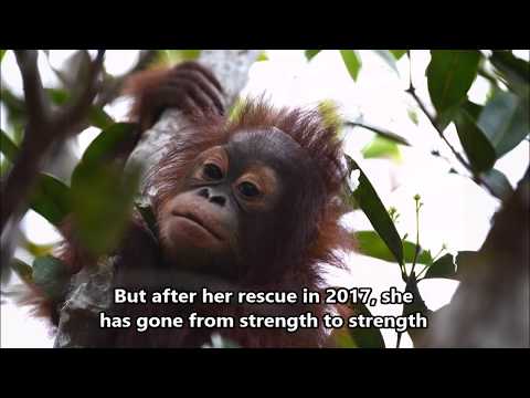 Orphaned orangutan learning to live in the wild