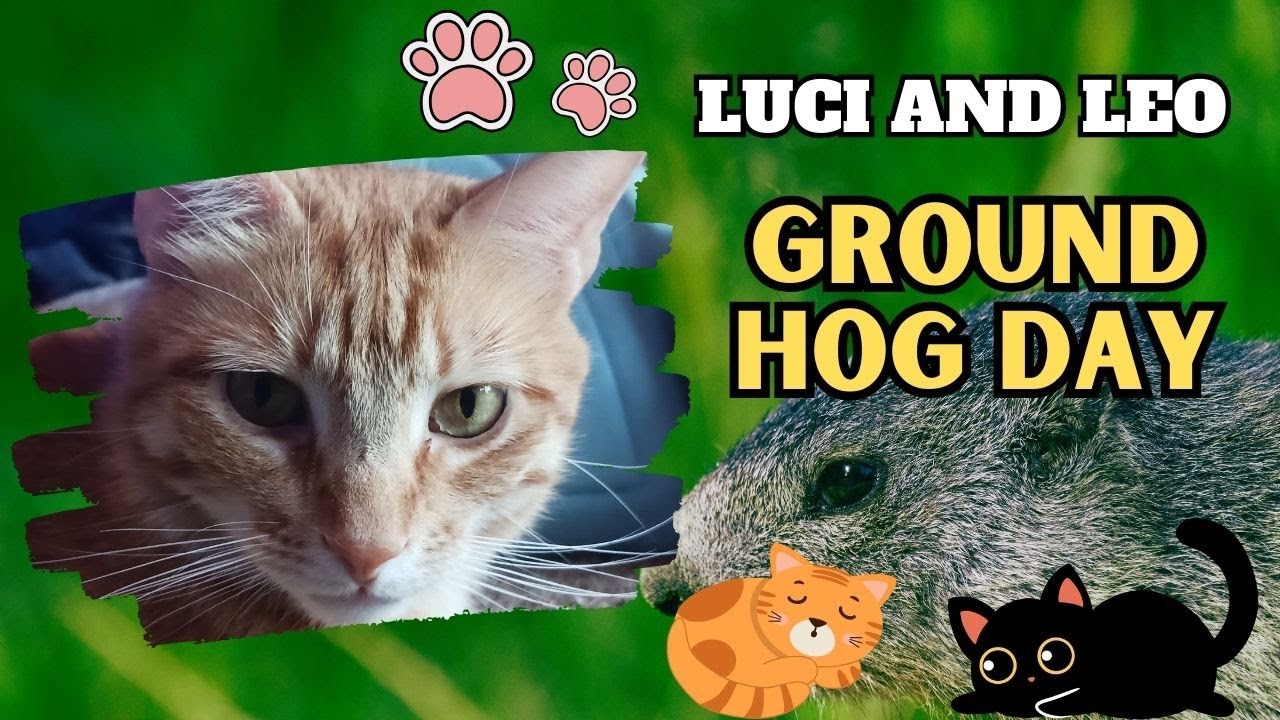 Luci & Leo's Purr-fect Groundhog Day Adventure - YouTube