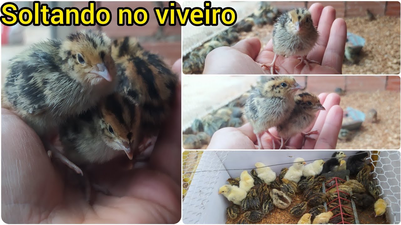 Soltando os filhotes de codorna gigante no viveiro - YouTube