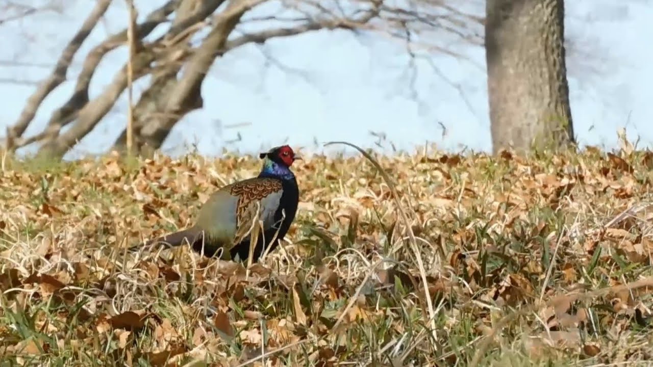 Climbing Through Wind - A Pheasant's Quiet Victory - YouTube