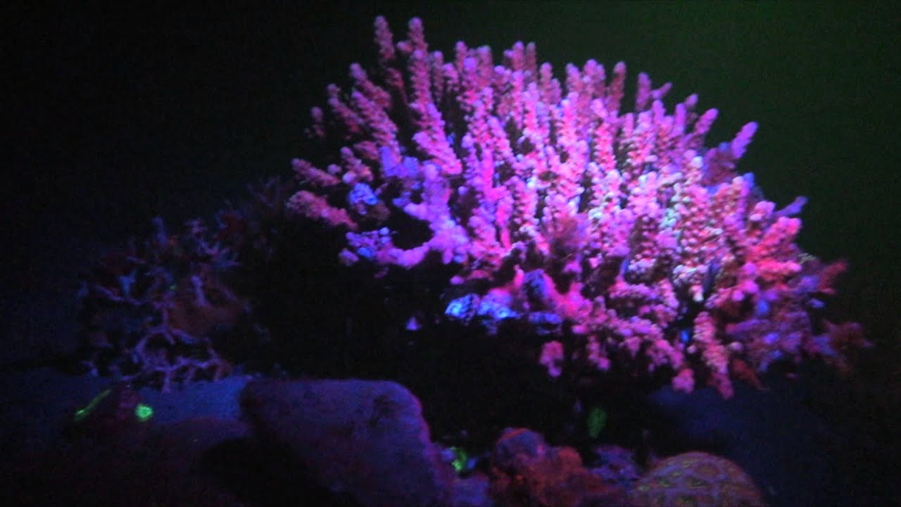 fluo dive with highend torch plus phosphor filter - YouTube