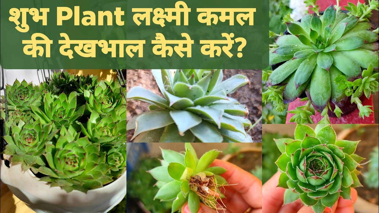 शुभ पौधा लक्ष्मी कमल की देखभाल // Complete Care Of Lakshmi Kamal / Care ...