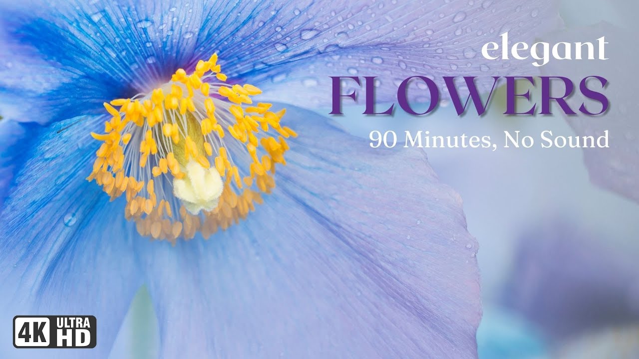 4K Elegant Flowers Wallpaper Screensaver | Beautiful Flower Slideshow ...