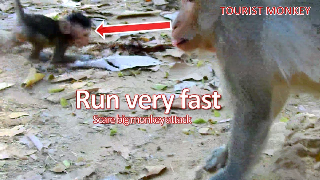 Baby monkey run so fast cos scare big monkey attack,Poor baby monkey ...