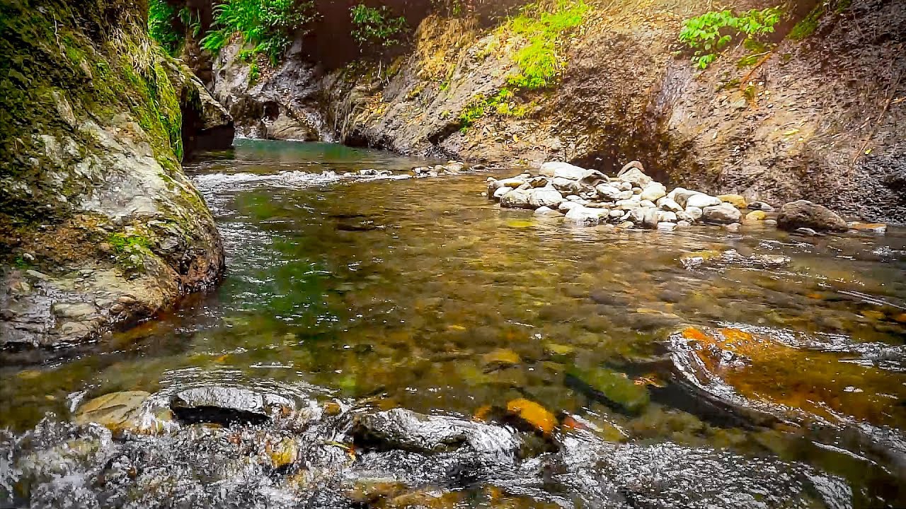 Beautiful Birdsong Soothes the Soul, Peaceful Forest Stream, Relax and ...