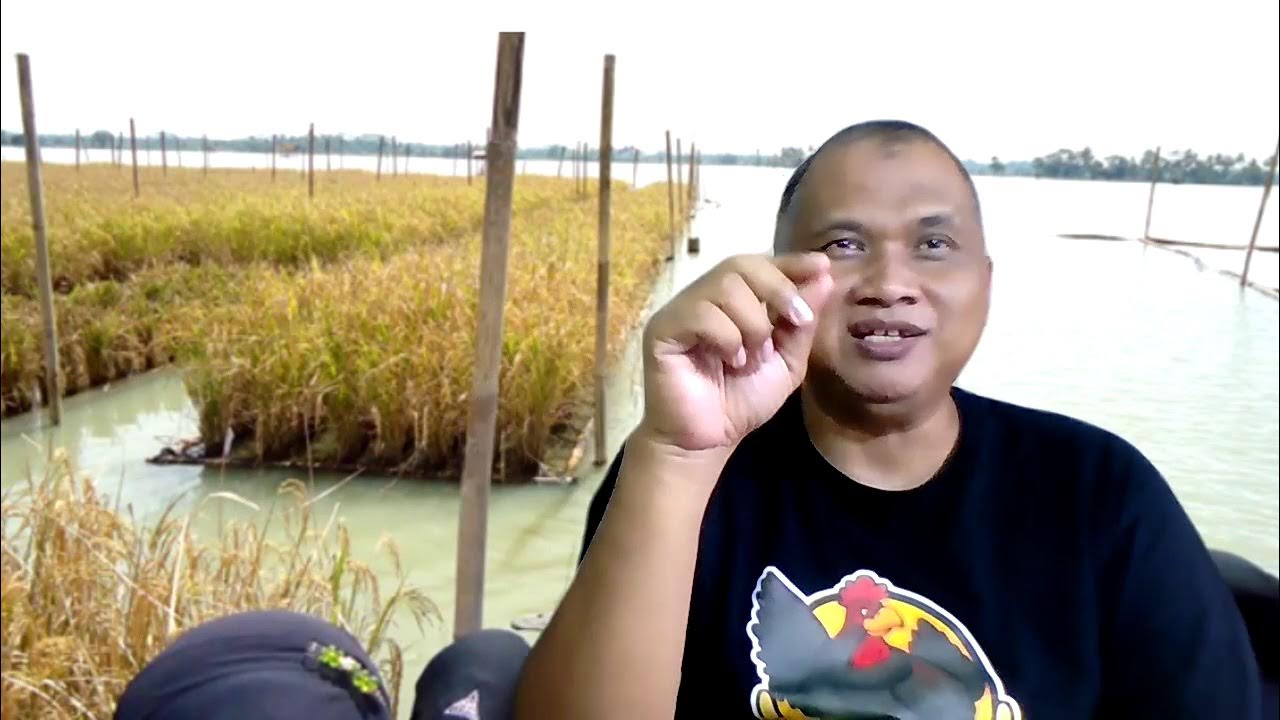 Inovasi Pertanian Padi Padi Apung Rakit Youtube