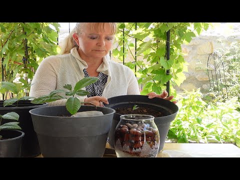 How To Grow Pecan Nut Trees In South Africa