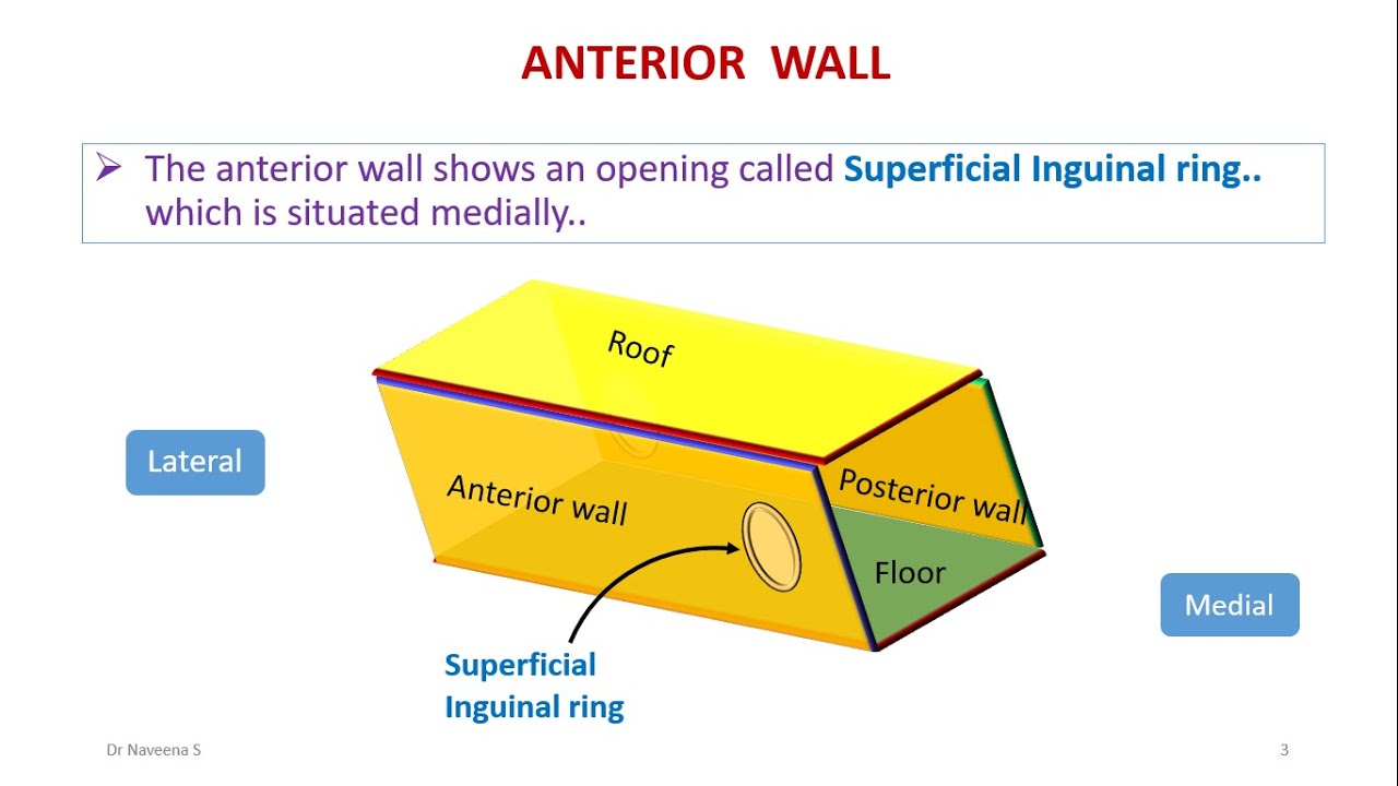 Inguinal Canal Boundaries YouTube inguinal-canal-boundaries-youtube