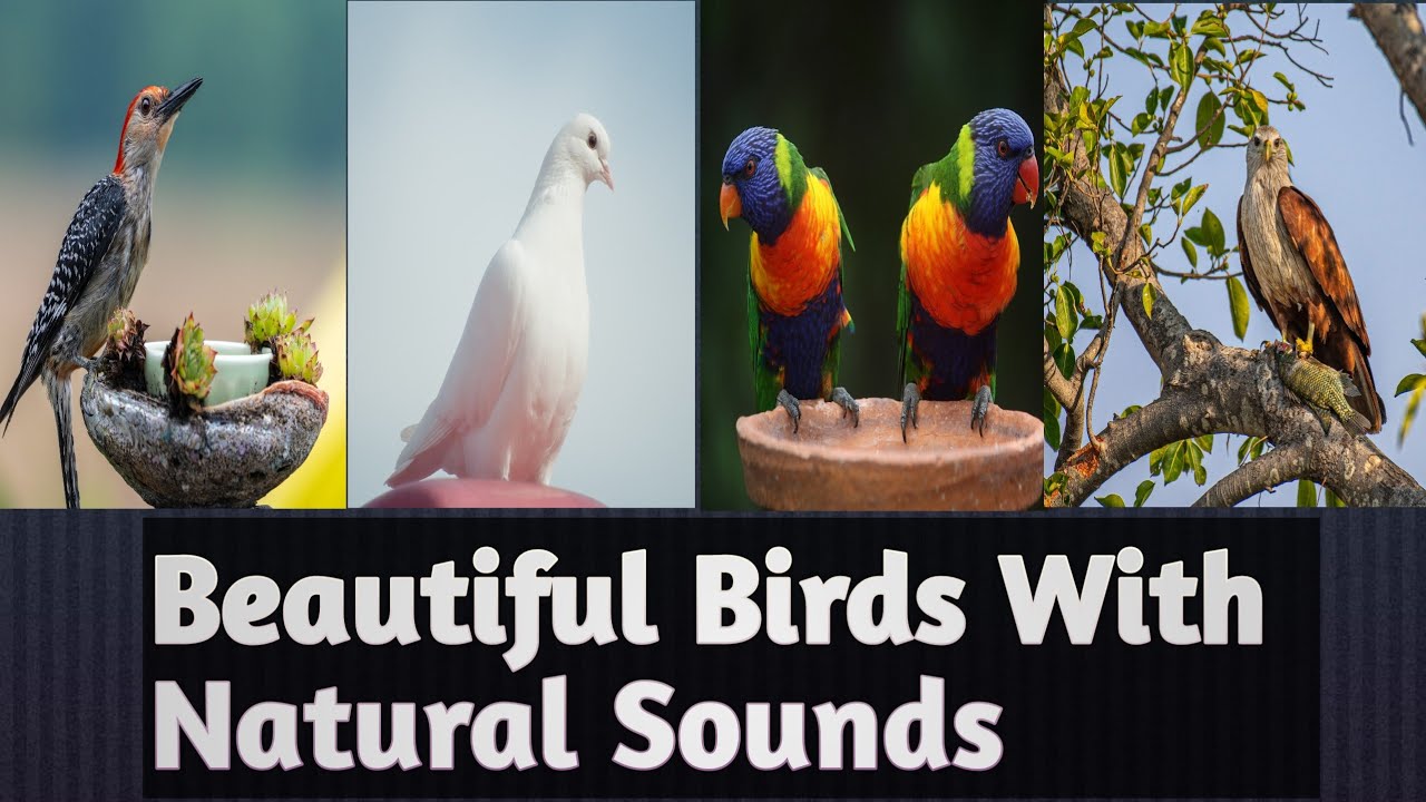 Amazing Birds with Beautiful Natural Sounds | Birds Sounds - YouTube