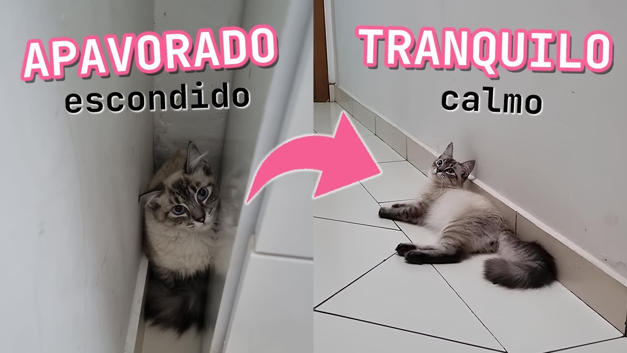 Como fazer amizade com gato ARISCO ? TRANSFORMAÇÃO RADICAL - YouTube