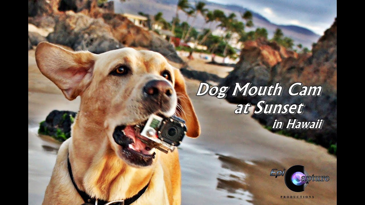 Dog chews on the GoPro Hero 3 Black ~ First Person POV Hawaii Sunset ...