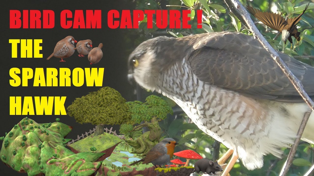 BIRDCAM CAPTURE THE SPARROWHAWK - YouTube