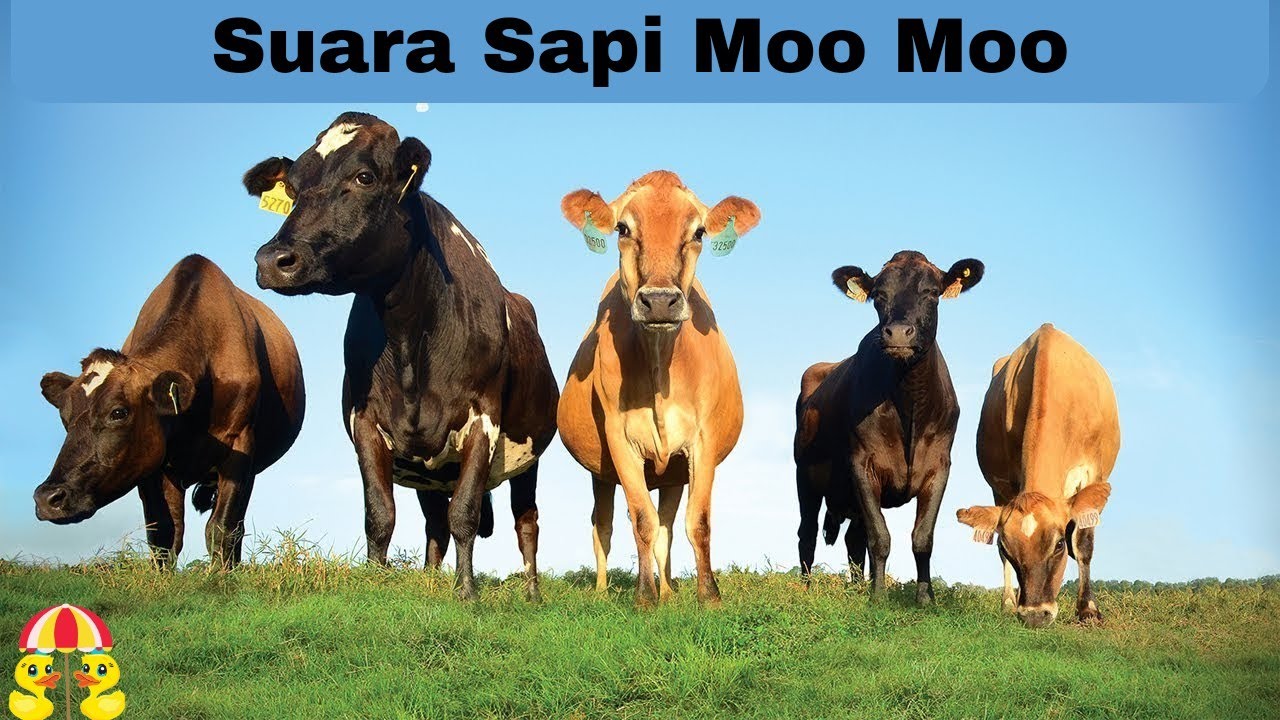 Suara Hewan Sapi Lucu Sedang bermain Dan Makan Rumput | Sapi Moo Moo ...