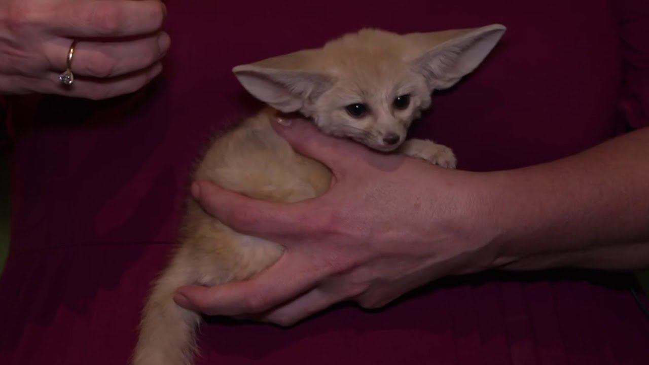 ‘Extreme Animals Alive!’ on display at the Houston Museum of Natural ...
