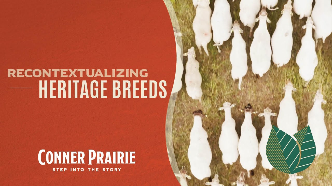 Conner Prairie - Recontextualizing Heritage Breeds - YouTube