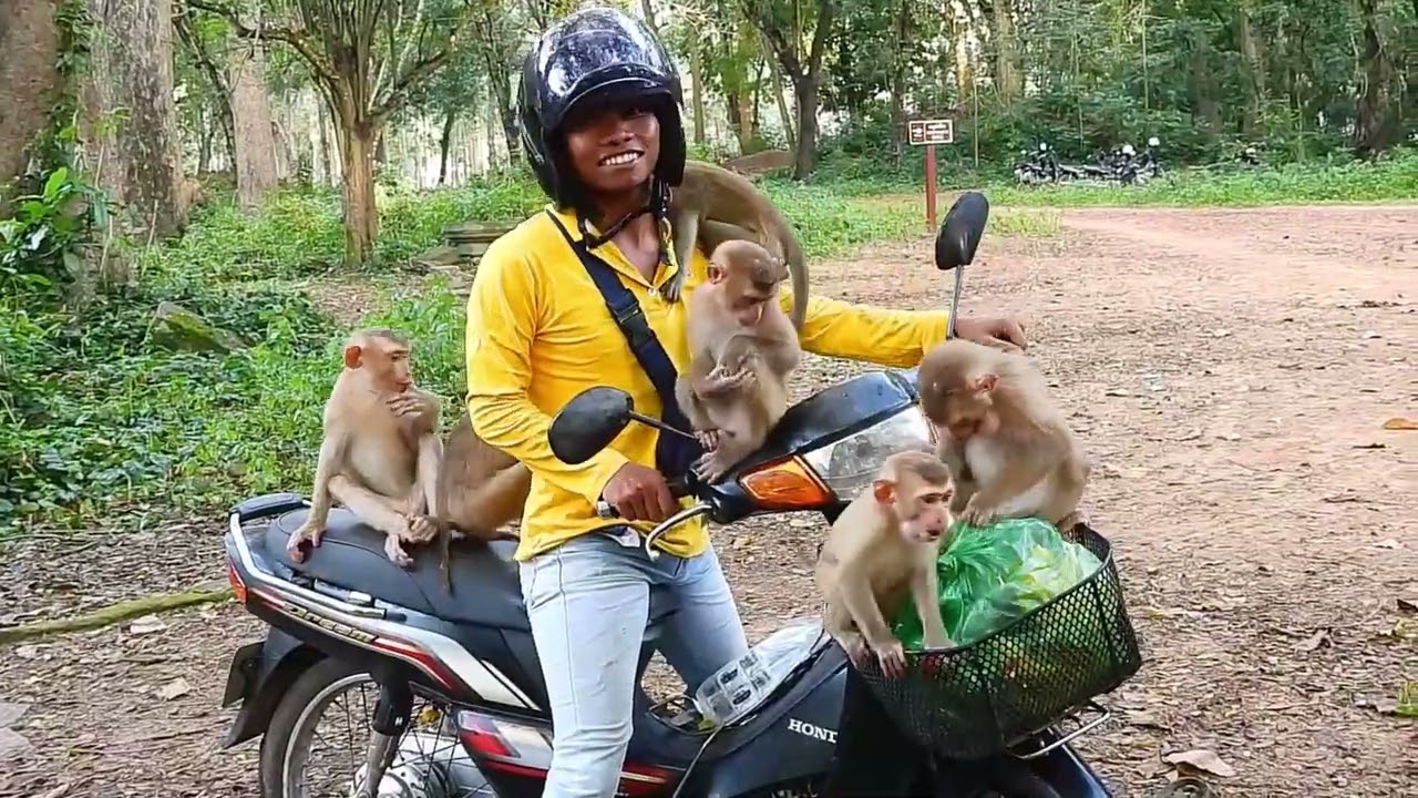 Mr Yat has very pure heart and beautiful smiling he helps many monkeys ...