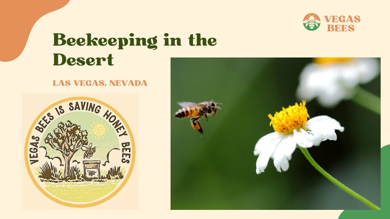 Beekeeping in the Desert - YouTube