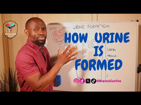 How URINE IS FORMED - A Simplified understanding of the Urine Formation ...