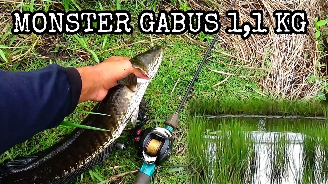 AKHIRNYA MONSTER GABUS 1,1 KG NAIK KEPERMUKAAN 🔥🔥🔥 || CASTING GABUS ...