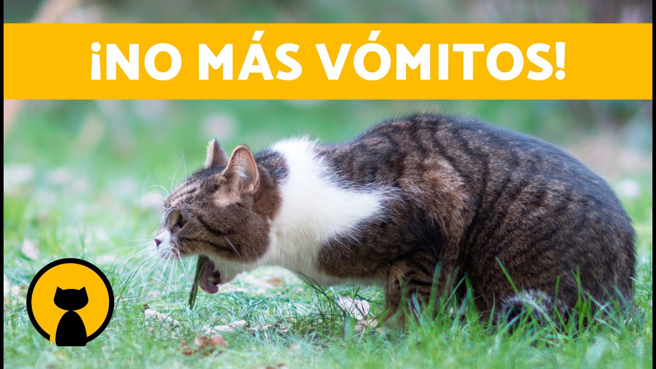 5 REMEDIOS CASEROS para los VÓMITOS en GATOS 🐱 (Qué Hacer si mi Gato ...