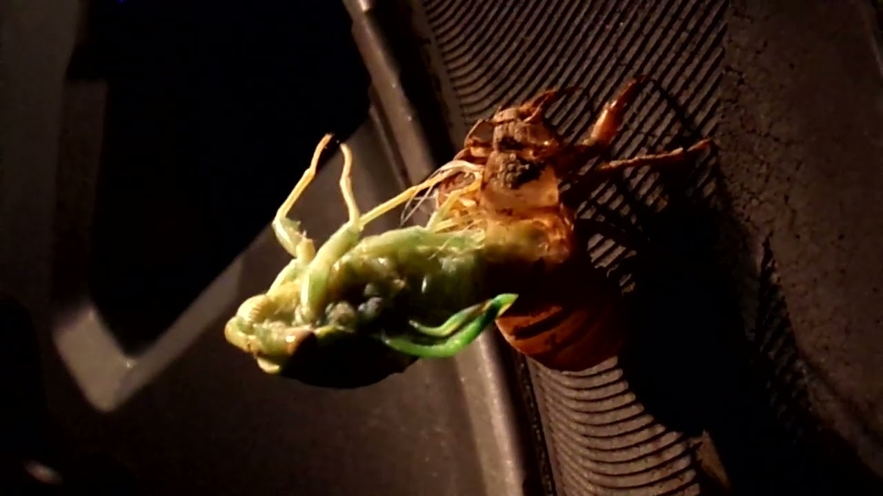 My first Viral Video- Available now on YouTube. - YouTube