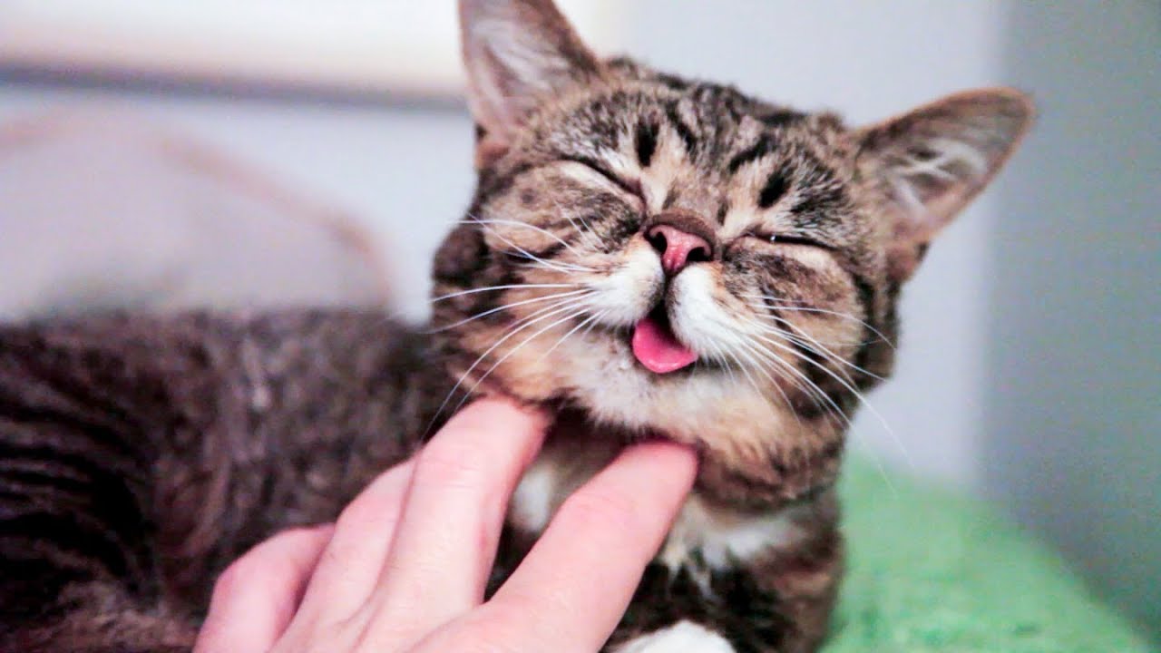 BUB LOVES - YouTube