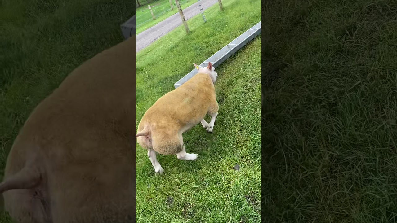 Beltex Ram Lamb - YouTube