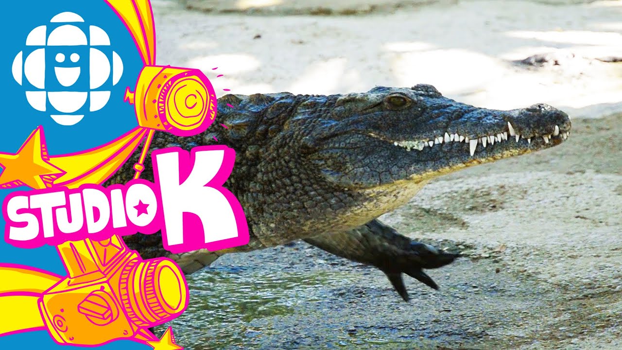 3 Second Animals: Crocodile | CBC Kids - YouTube