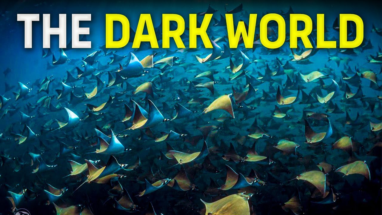 The World of Deep Sea Rays and Skates - YouTube