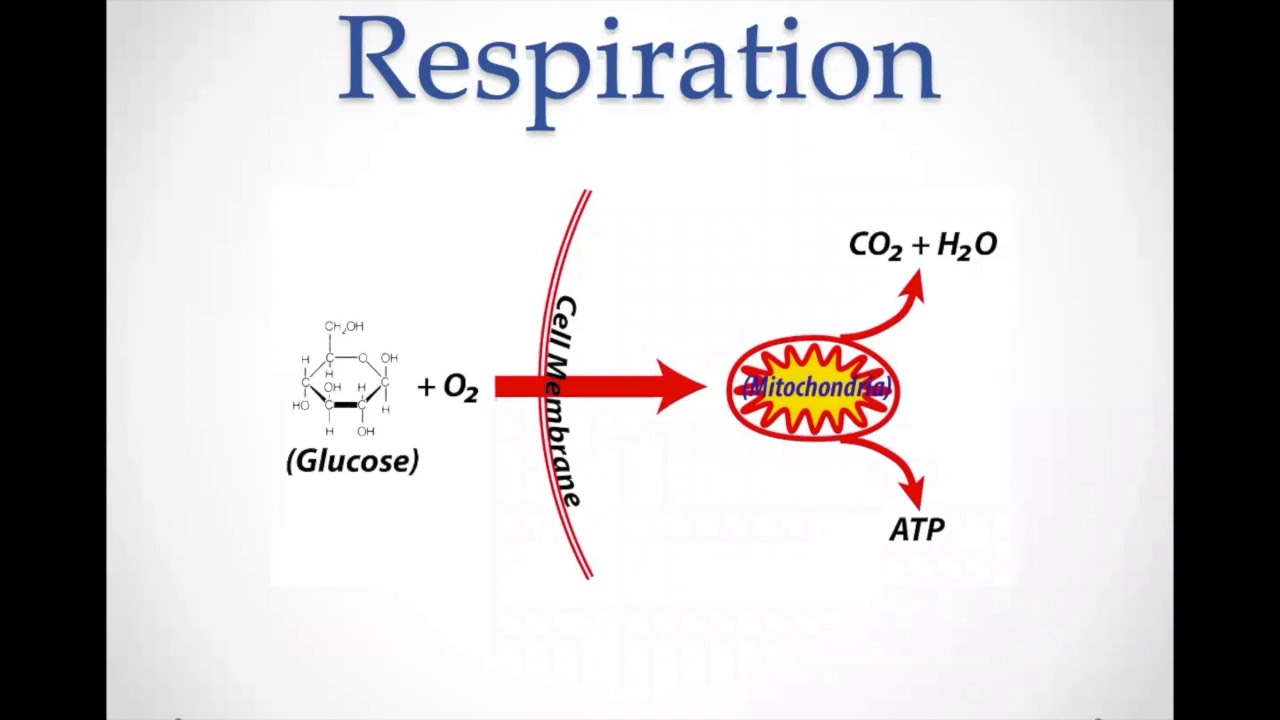 Class 10 Science Chapter 6 Life Processes Aerobic and Anaerobic ...