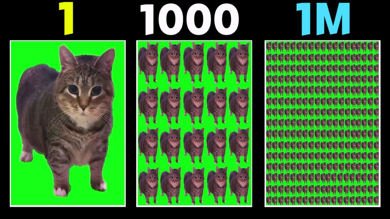 Cat Spinning Meme (Over One Million Times) - YouTube