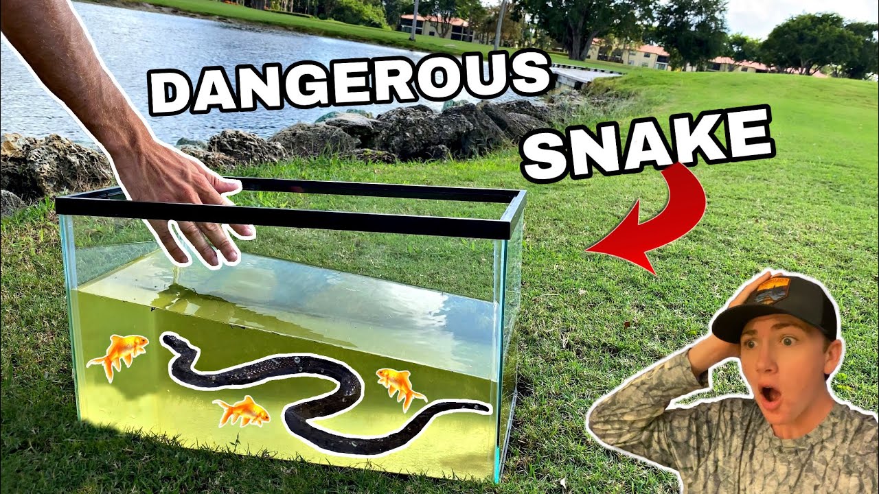 Aquarium Fish Trap Catches Unknown Snake!! (Help Identify) - YouTube